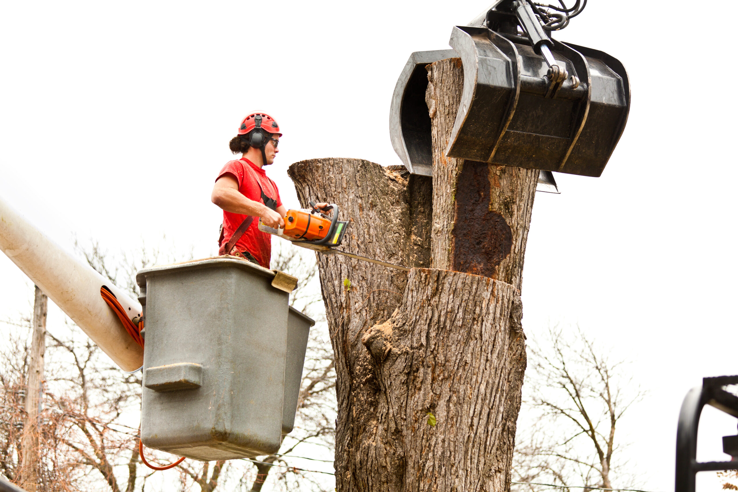 Professional Tree Removal Services Nashville, TN - WildWood Services